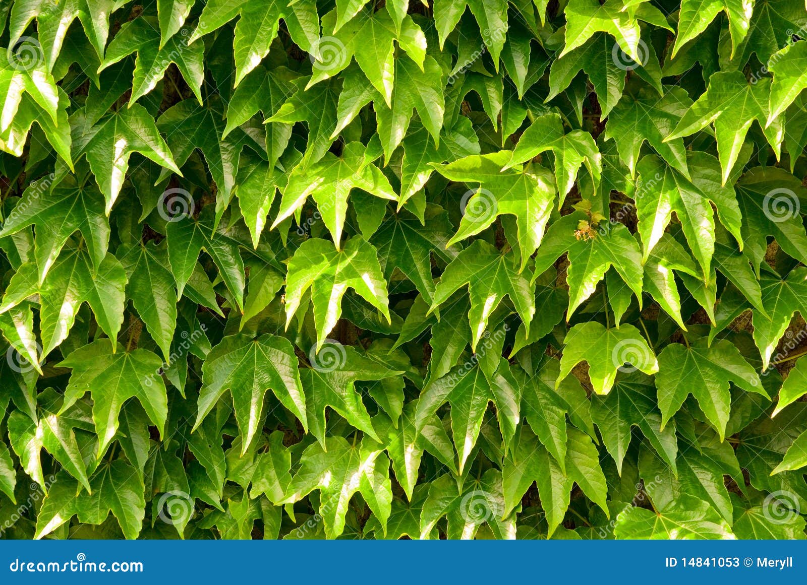 Nature Background, Ivy Leaves on Wall Stock Image - Image of grape ...