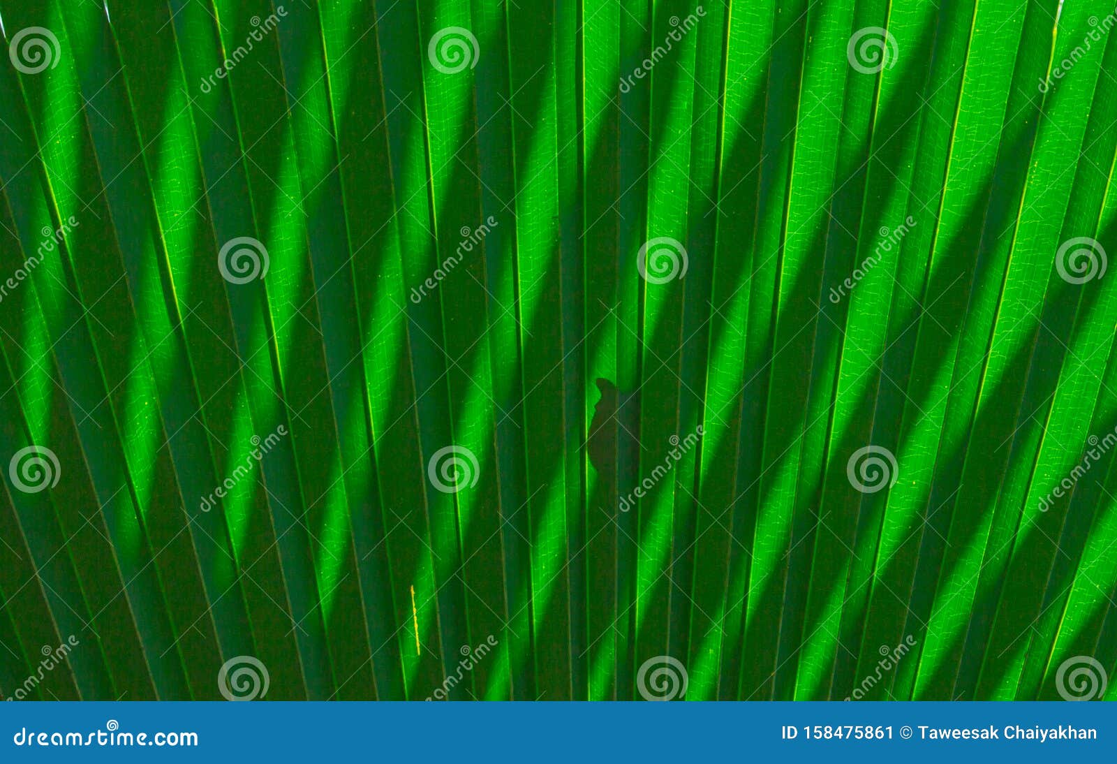 Nature Background, the Leaf Pattern in Nature Stock Image - Image of ...