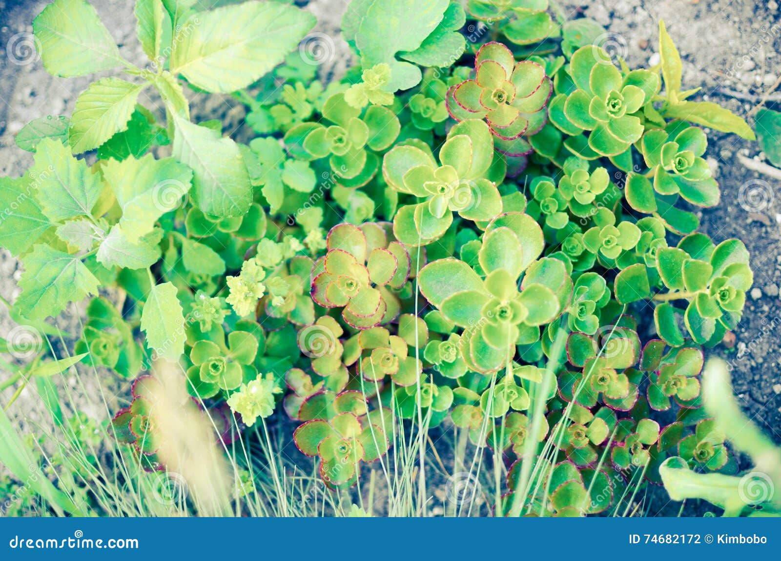 Nature Background of Leaves on the Front the Ground Stock Photo - Image ...