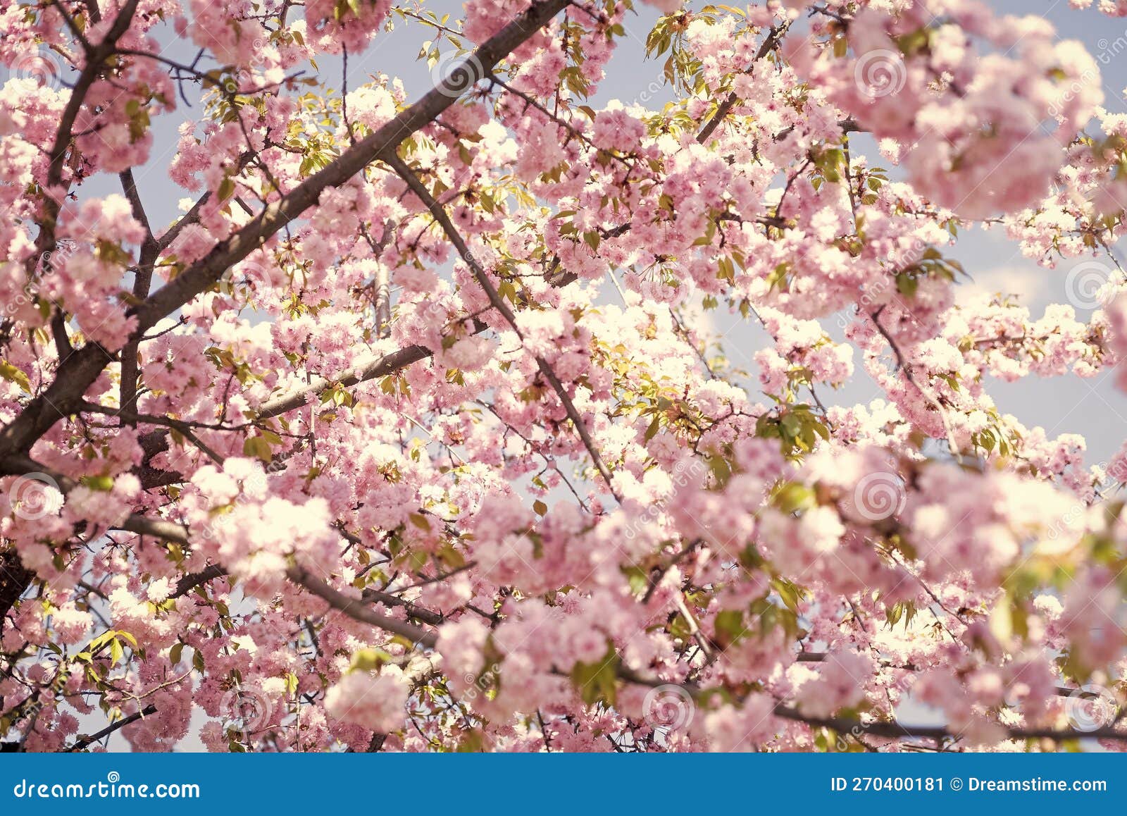 Nature Background of Pink Flowers of Blooming Japanese Cherry Tree in ...