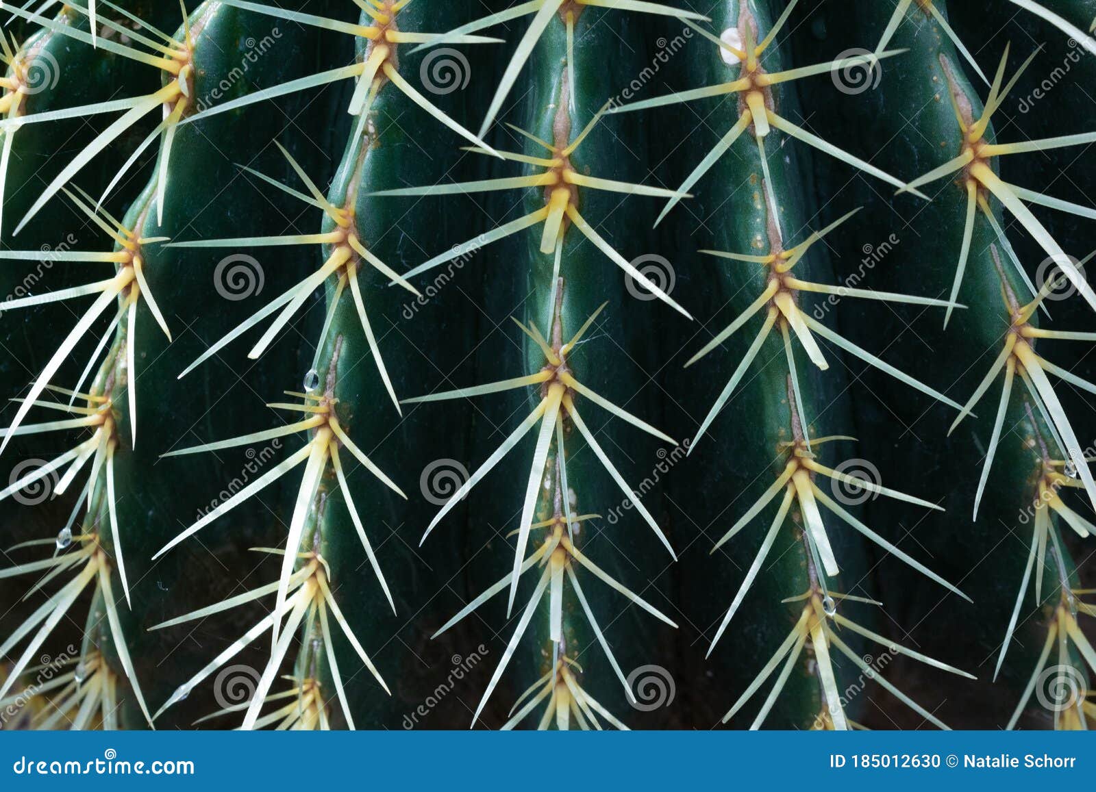 Nature Background, Ribs and Spikes on a Large Barrel Cactus Stock Photo ...