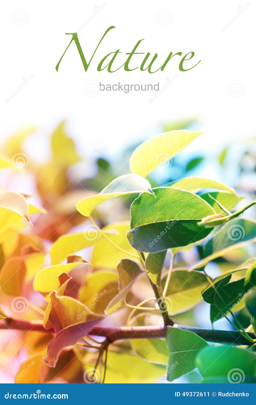 Nature Background. Soft Focus Leaf Tree Twig. Stock Image - Image of ...