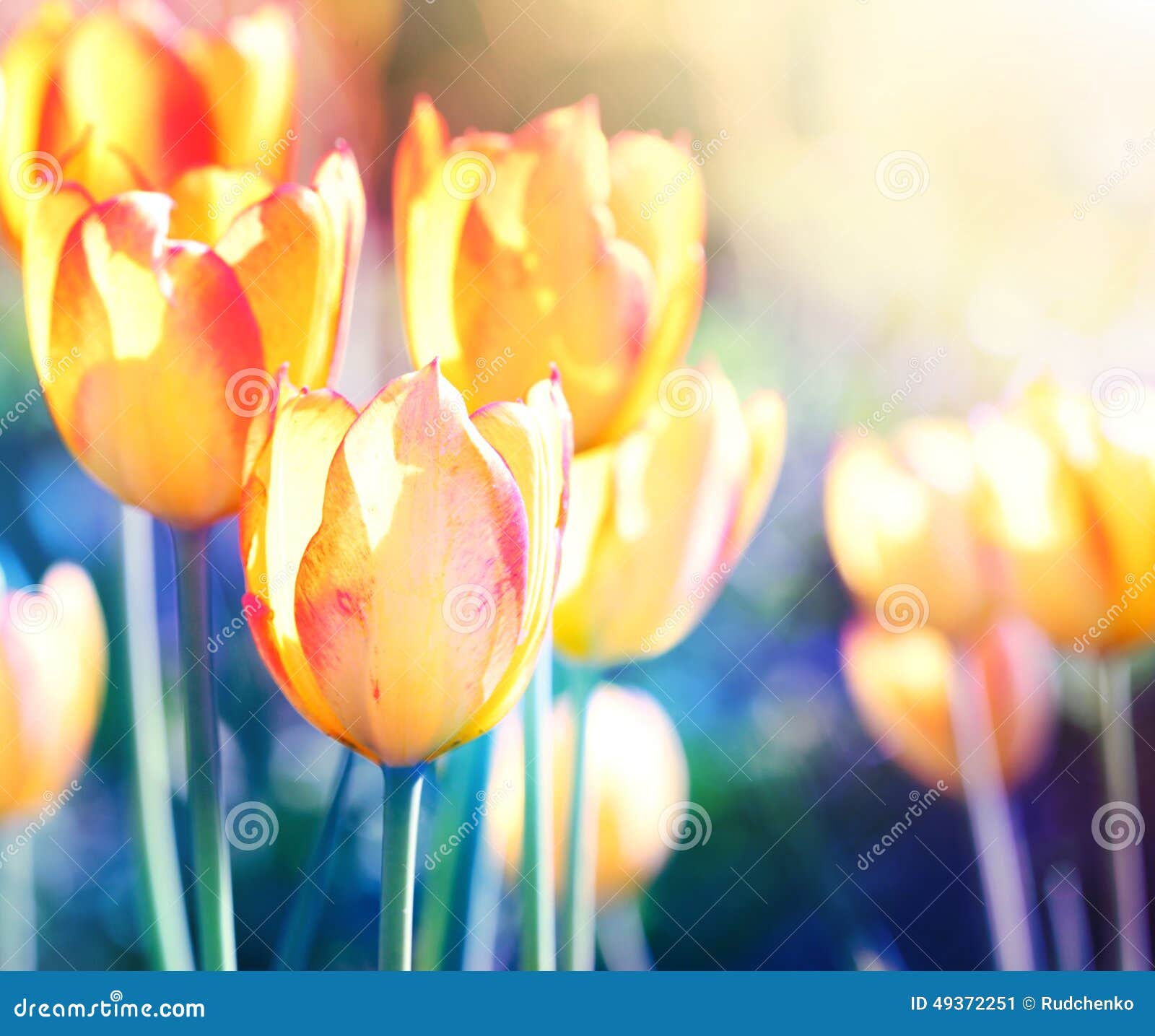 Nature Background. Soft Focus Tulips Flower. Stock Image - Image of ...