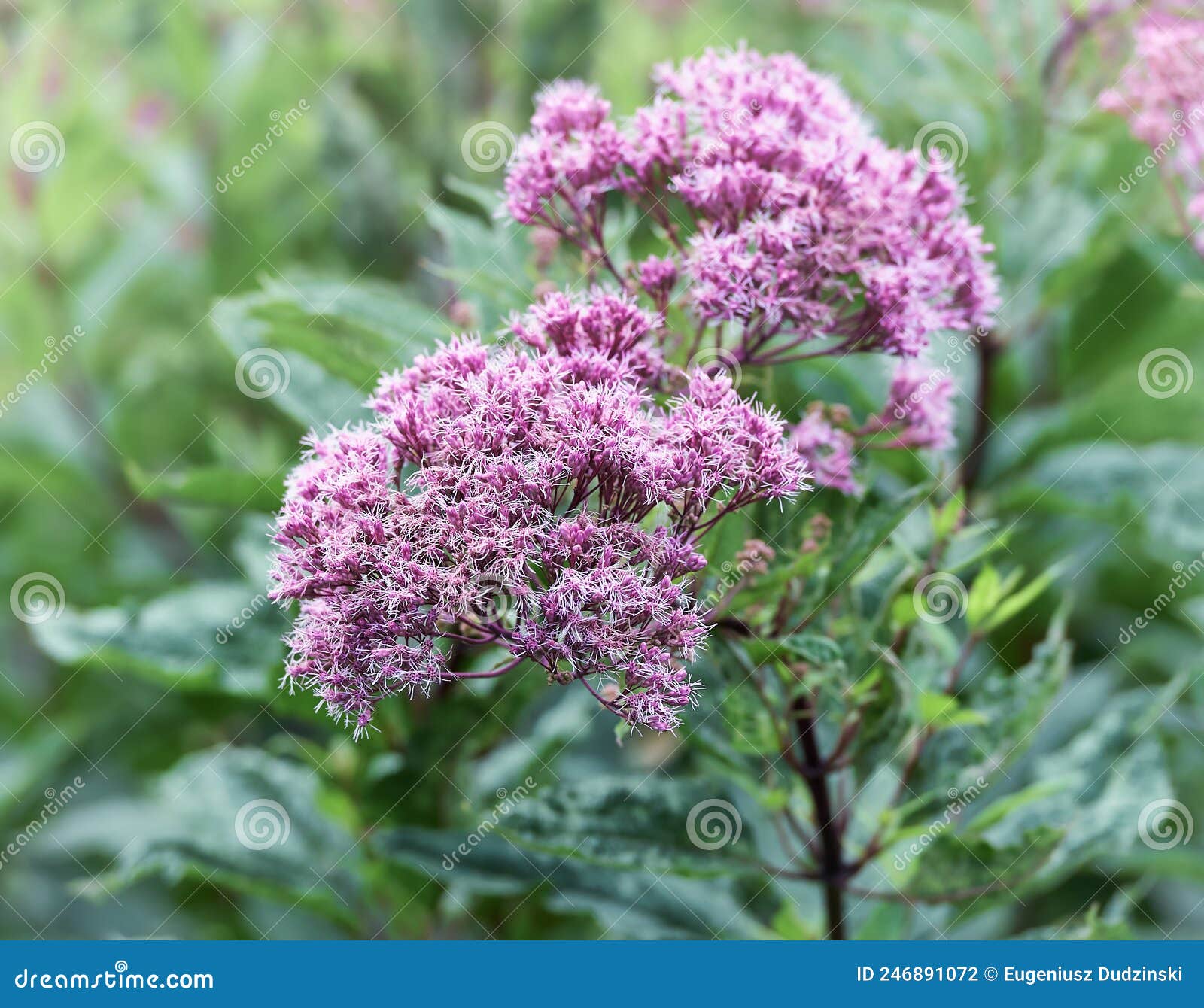 Nature Background with Spring Flowers. Stock Photo - Image of beauty ...