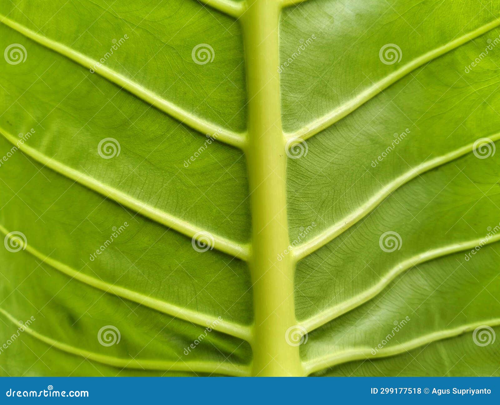 Leaf Bones with a Striped Pattern Stock Photo - Image of food, herb ...