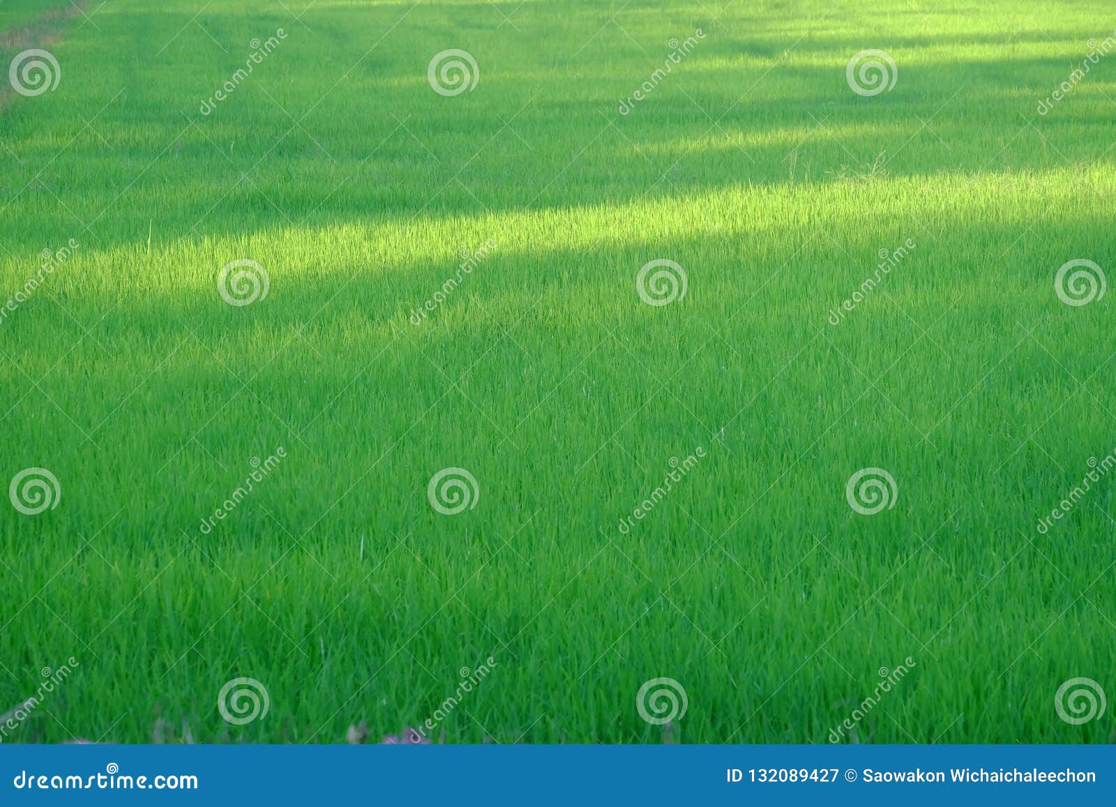 Green Paddy Field in the Countryside with Sun Light Stock Image - Image ...