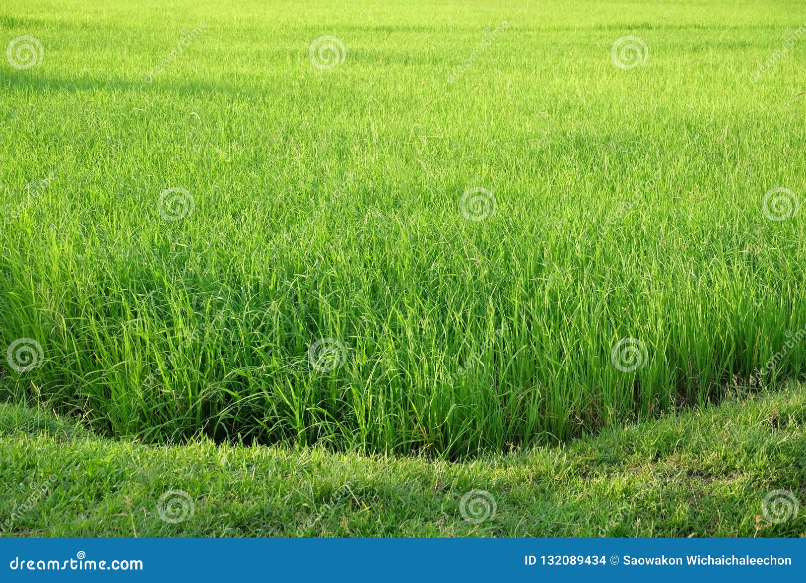 Green Paddy Field in the Countryside with Sun Light Stock Photo - Image ...