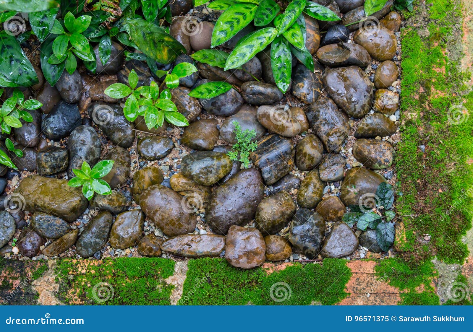 Nature Background and Texture or Wallpaper Stock Image - Image of ...