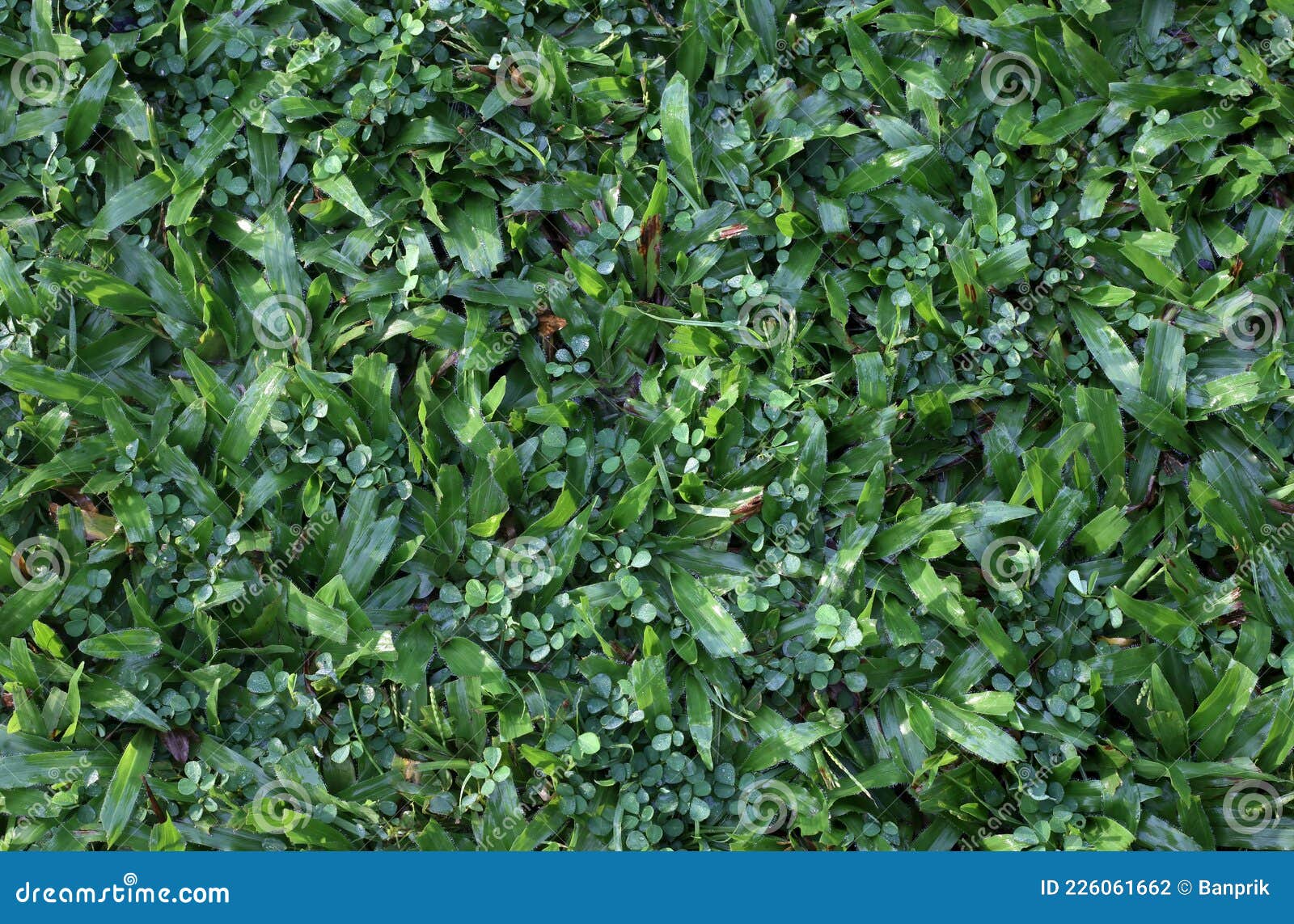 Nature Background - Top View of Varient Green Grass Stock Photo - Image ...
