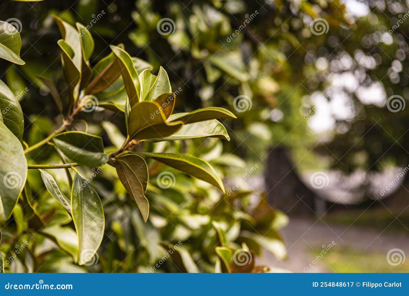 Nature Background with Tree Branch and Leaves Stock Image - Image of ...
