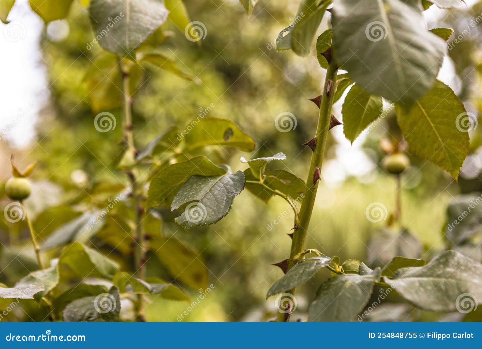 Nature Background with Tree Branch and Leaves Stock Image - Image of ...