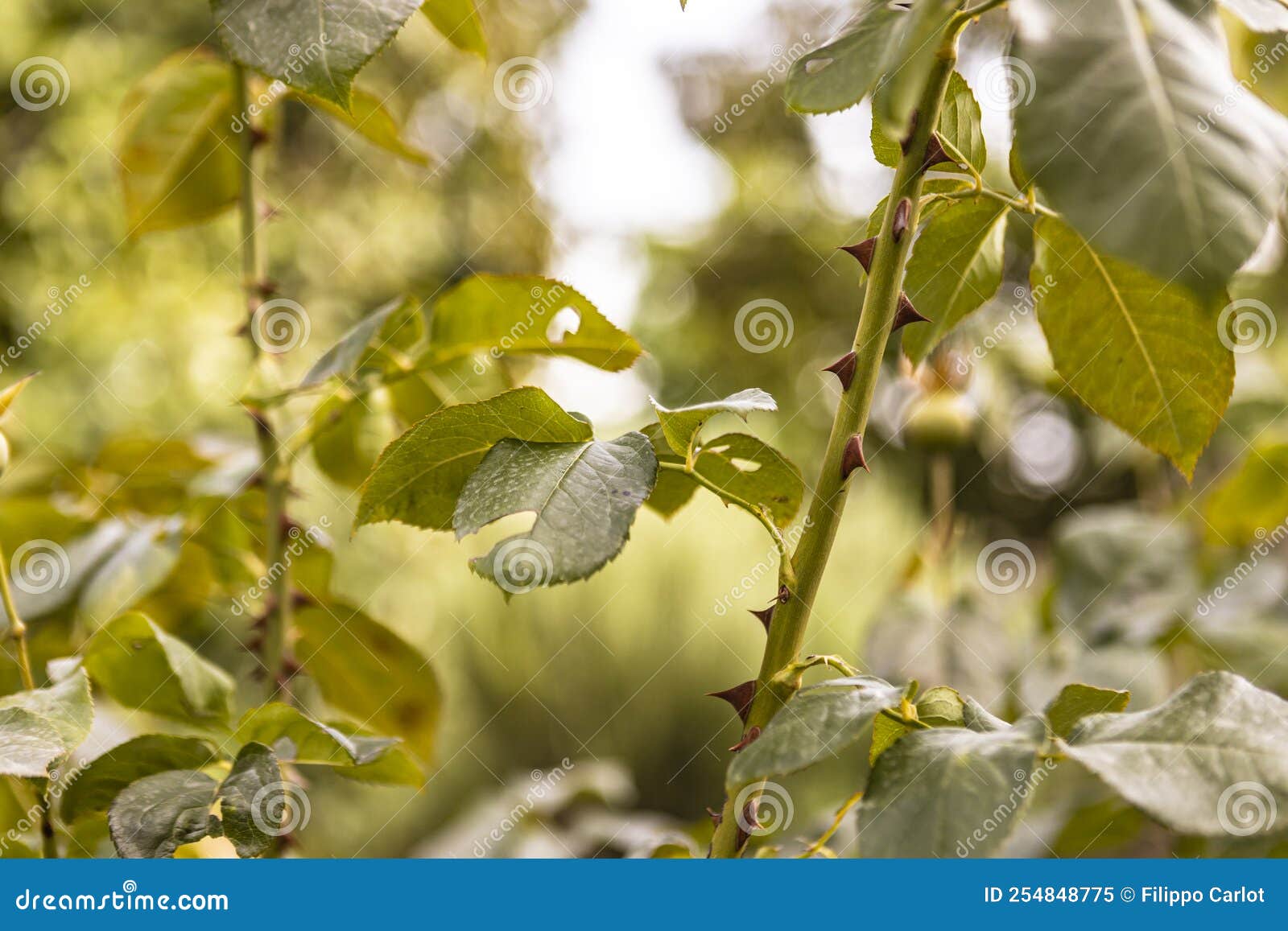 Nature Background with Tree Branch and Leaves Stock Image - Image of ...