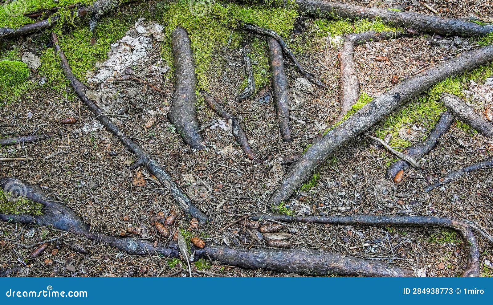 Nature Background with Tree Roots and Moss Stock Image - Image of trees ...