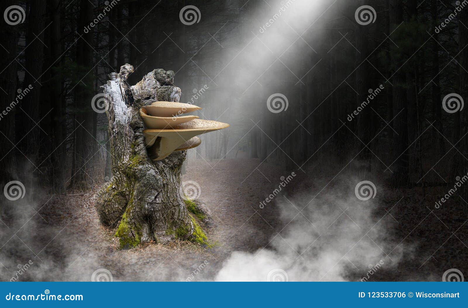Nature, Trees, Forest, Fungi Background Stock Photo - Image of woods ...