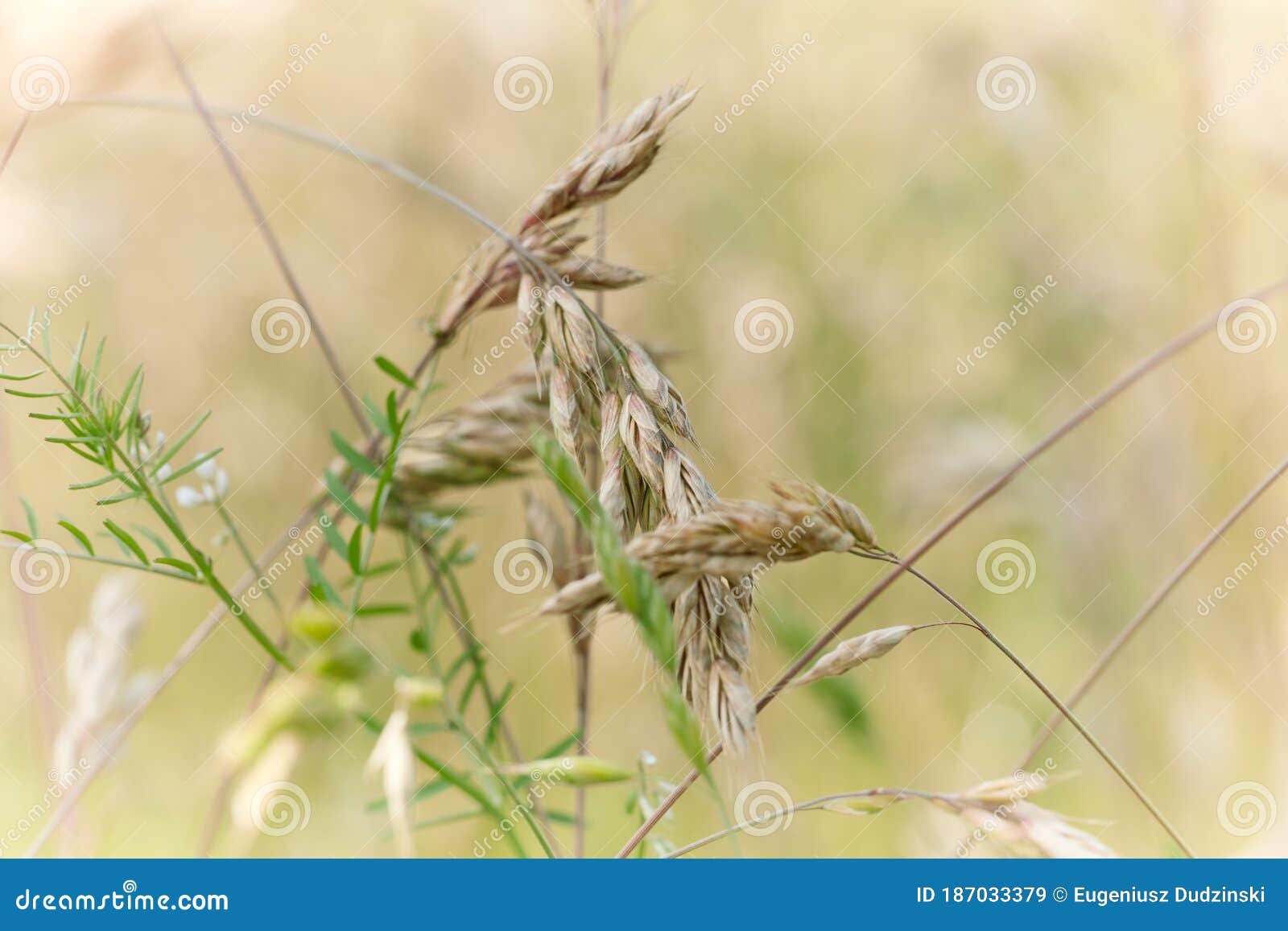 Nature Background with Wildgrass Under Sunlight. Selective Focus Stock ...