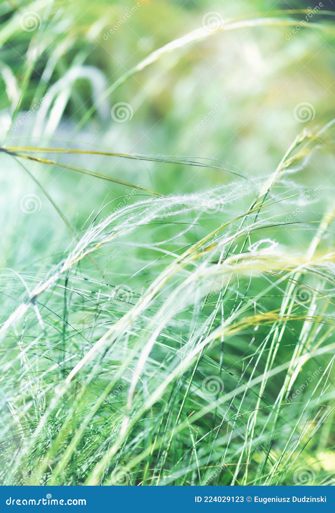 Nature Background with Wildgrass Under Sunlight. Selective and Soft ...
