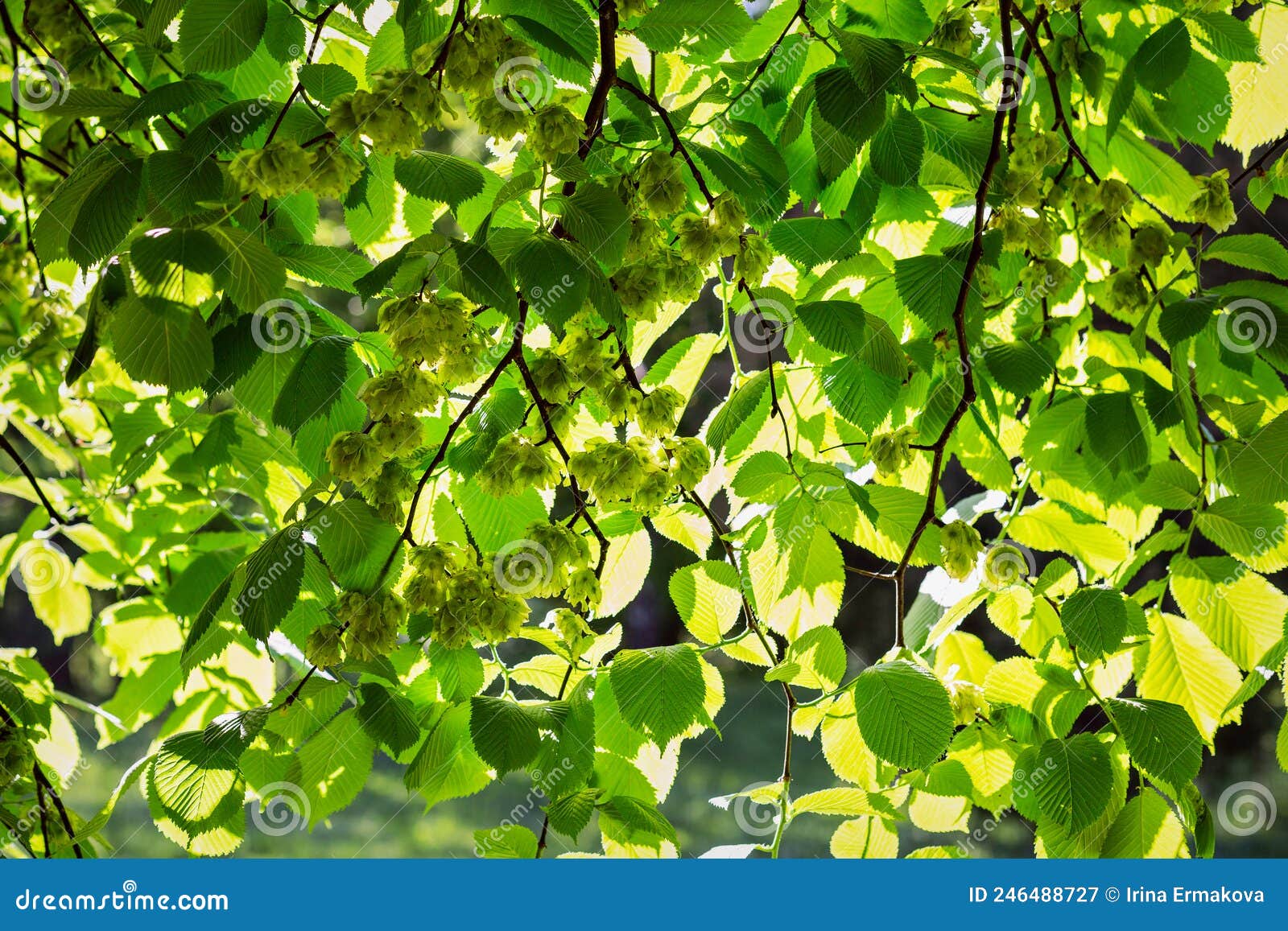 Nature Background. Young Leaves in the Backlight of the Sun Stock Image ...