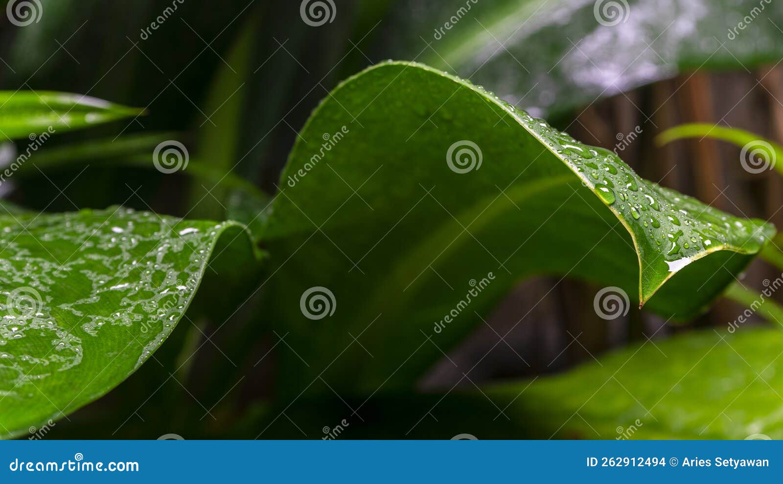 Nature Backgrounds of Green Leaf with Splash of Rain Drop Stock Photo ...