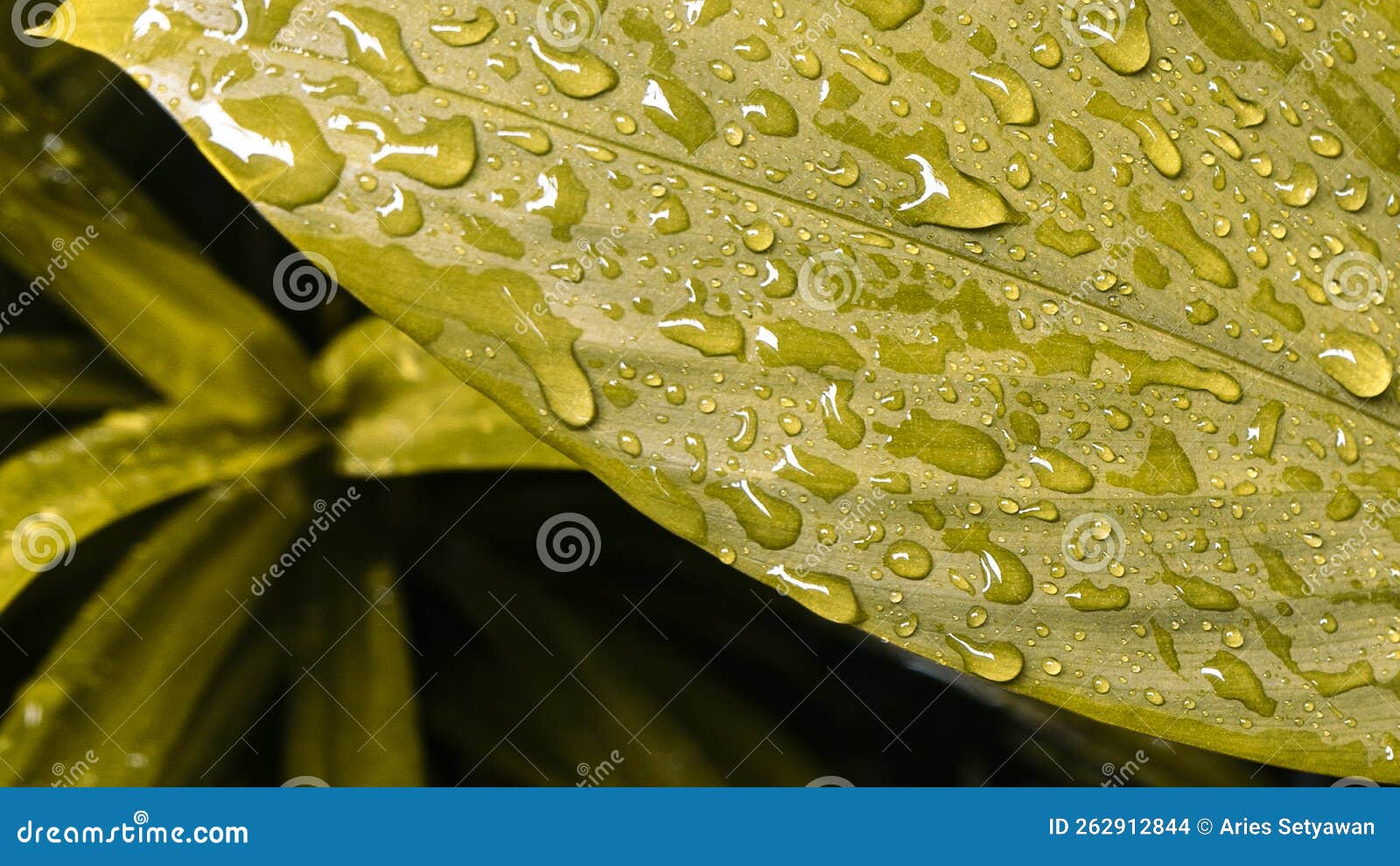Nature Backgrounds of Leaf with Splash of Rain Drop Stock Photo - Image ...