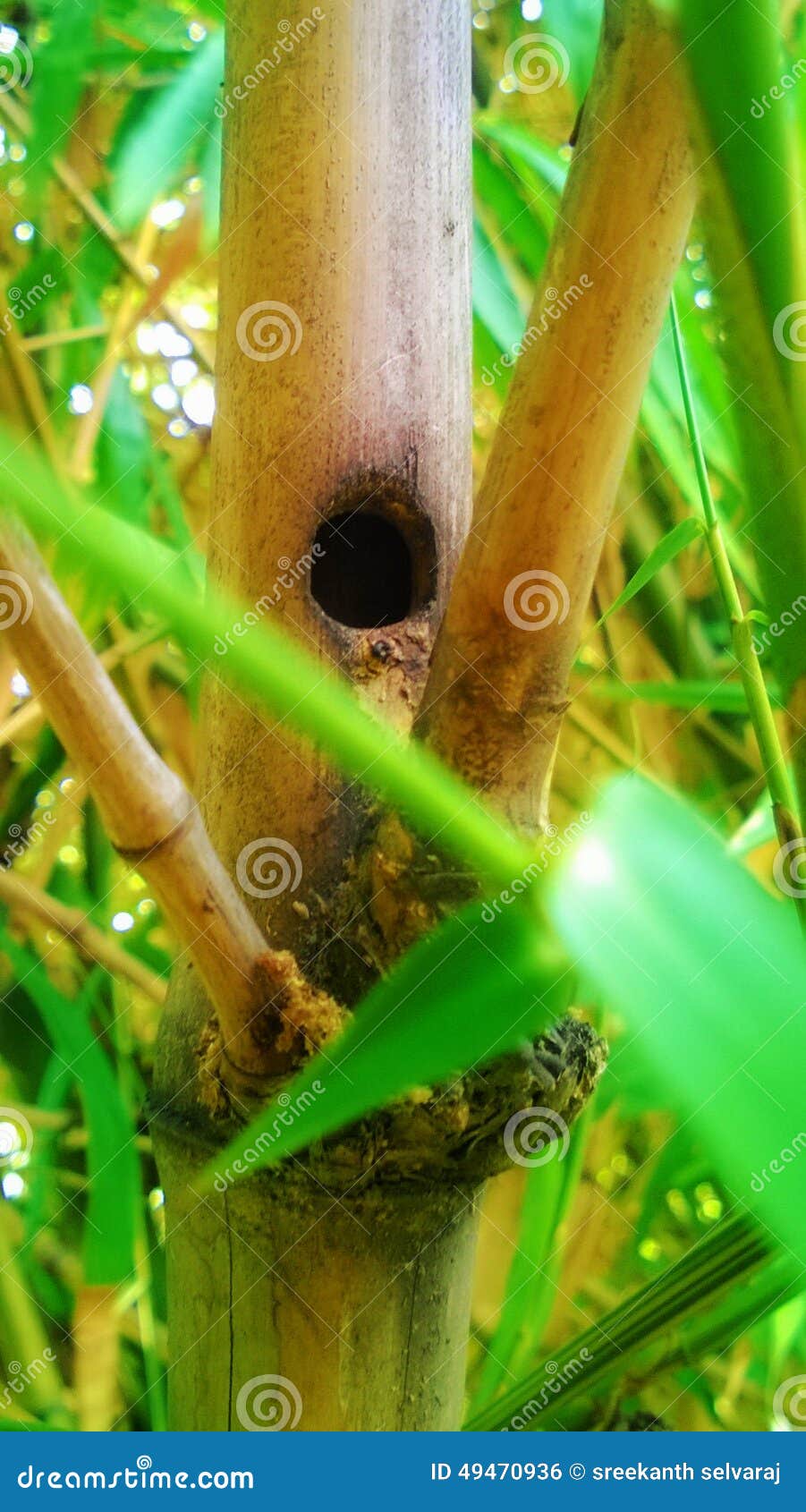 Bamboo Hole Texture Background. Royalty-Free Stock Image ...