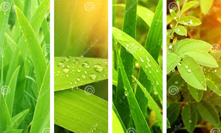 Nature banners stock photo. Image of shiny, freshness - 19525300