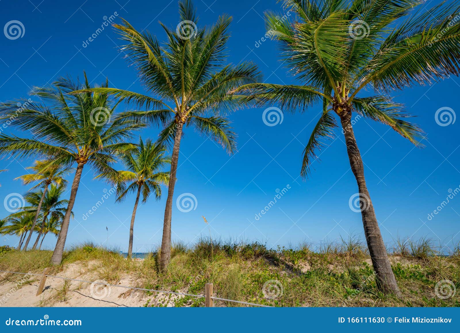 Nature Beach Dunes Fort Lauderdale Beach Turtle Nesting Grounds Stock ...