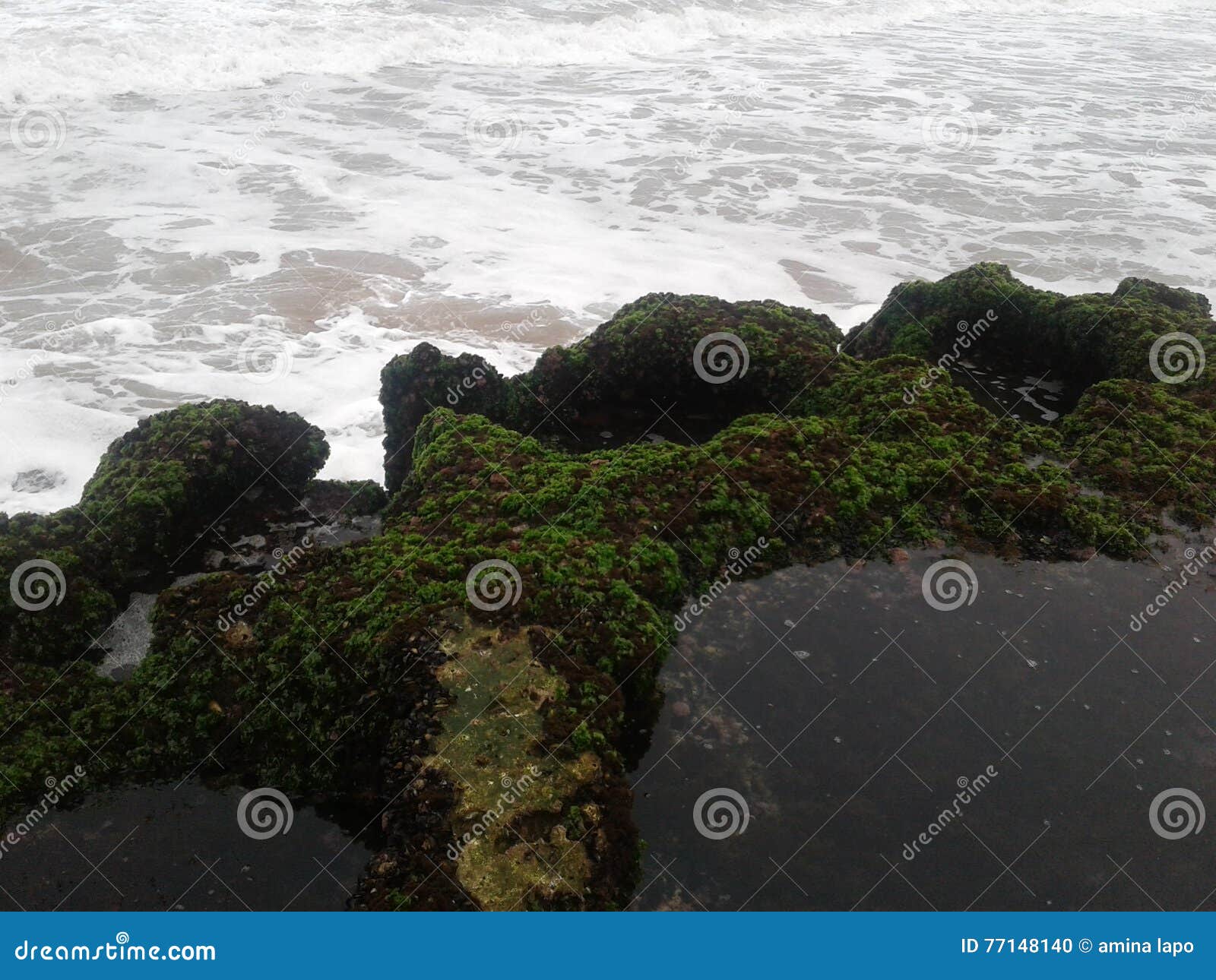 Nature Beach Fish Rock Water Stock Photo - Image of shore, water: 77148140