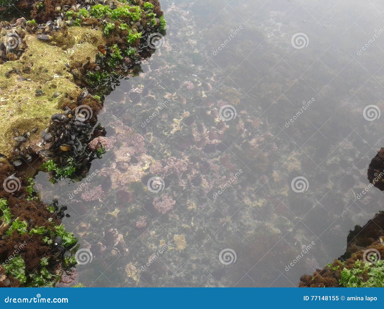 Nature Beach Fish Rock Water Stock Image - Image of rock, nature: 77148155