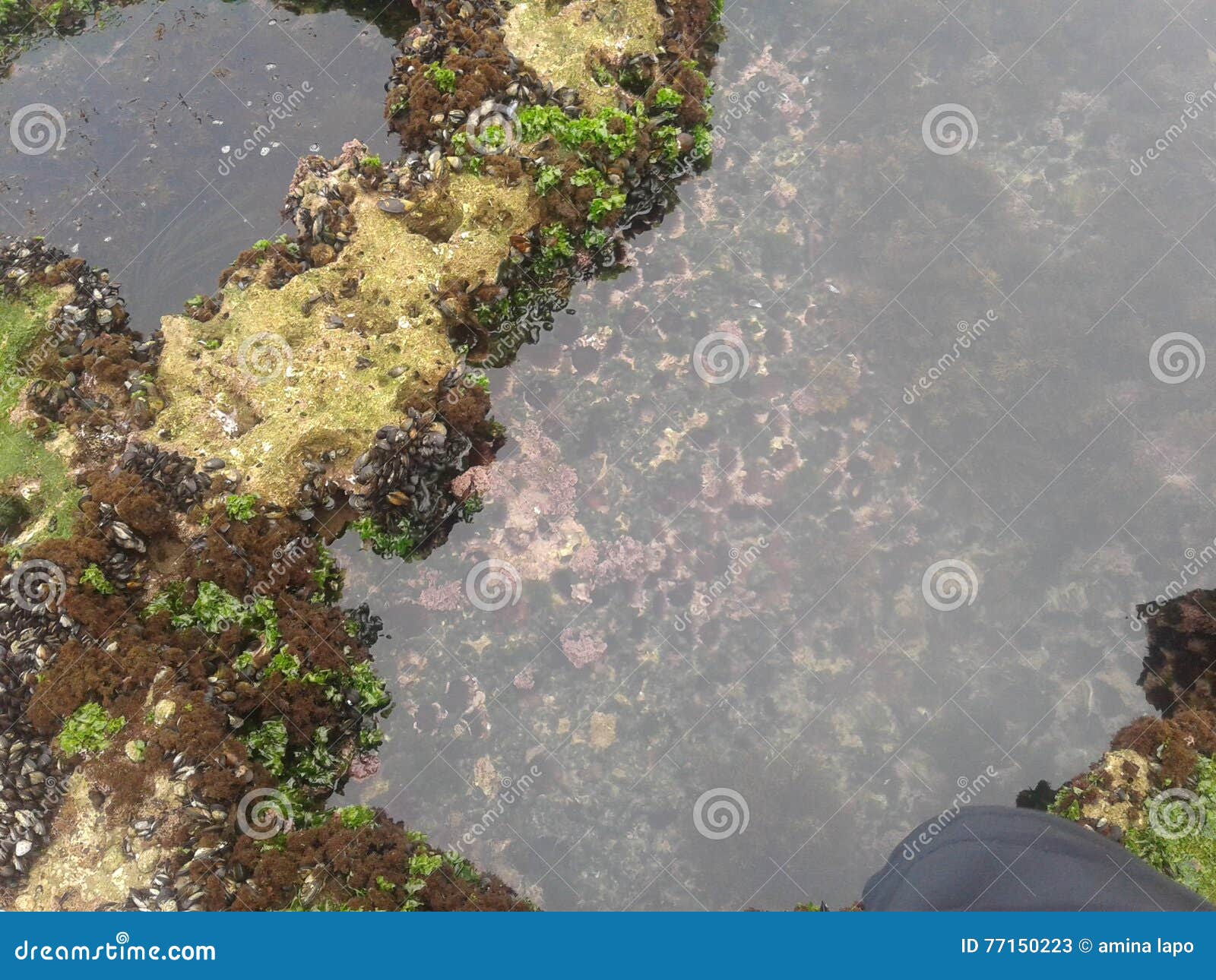 Nature Beach Fish Rock Water Stock Image - Image of water, vegetation ...
