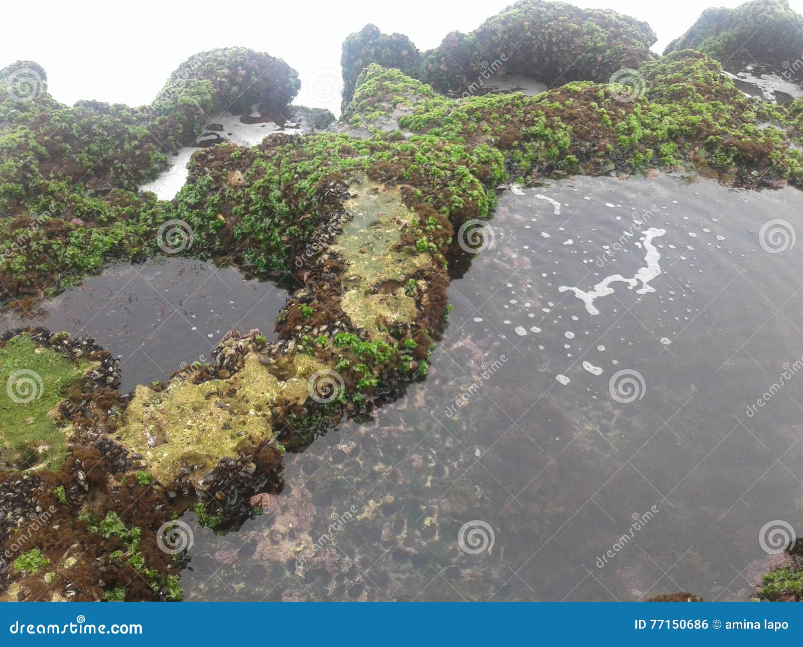 Nature Beach Fish Rock Water Stock Photo - Image of nature, fish: 77150686