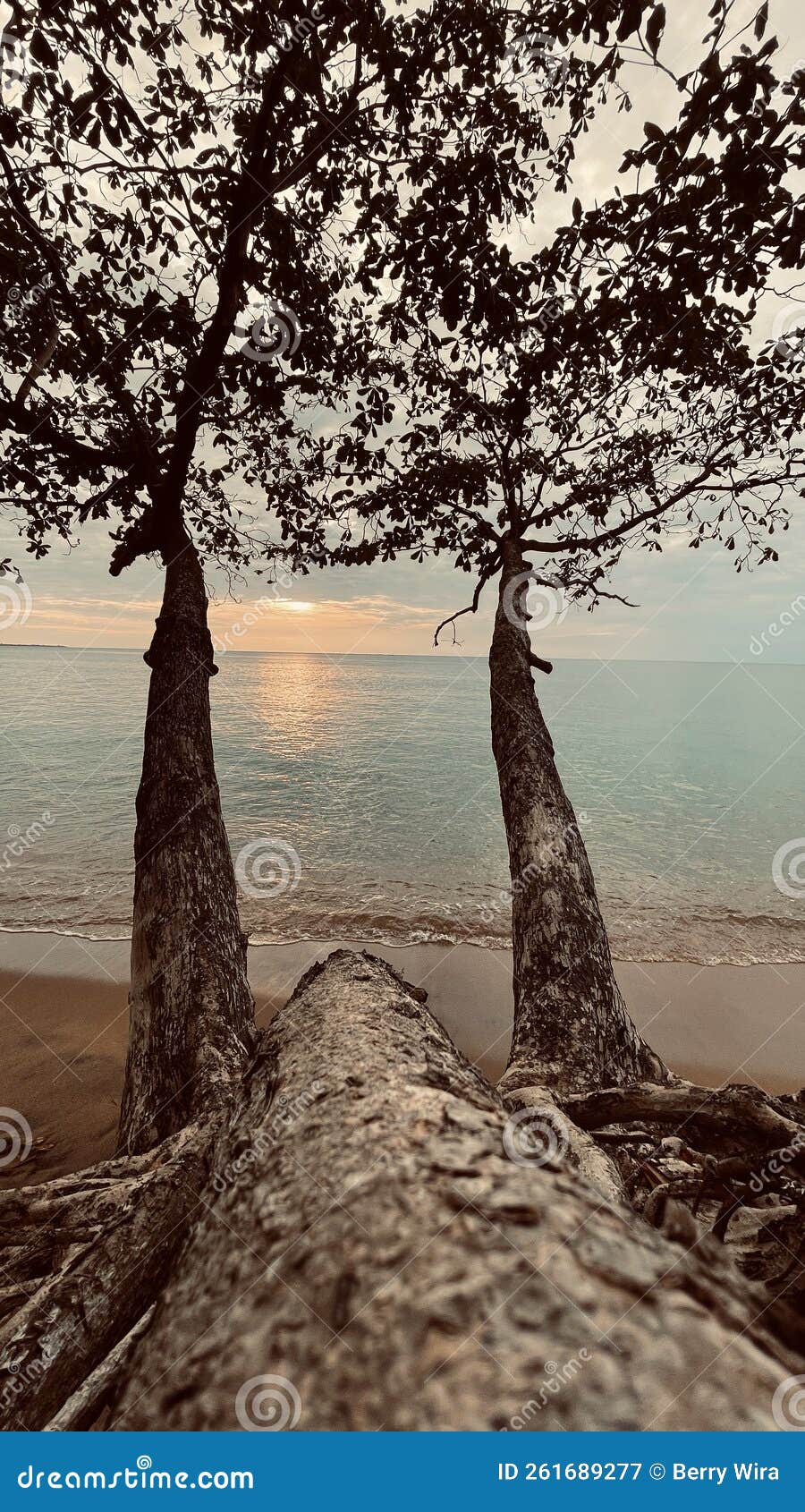 Nature Beach Tree Sunset View Stock Image - Image of sunset, scenic ...