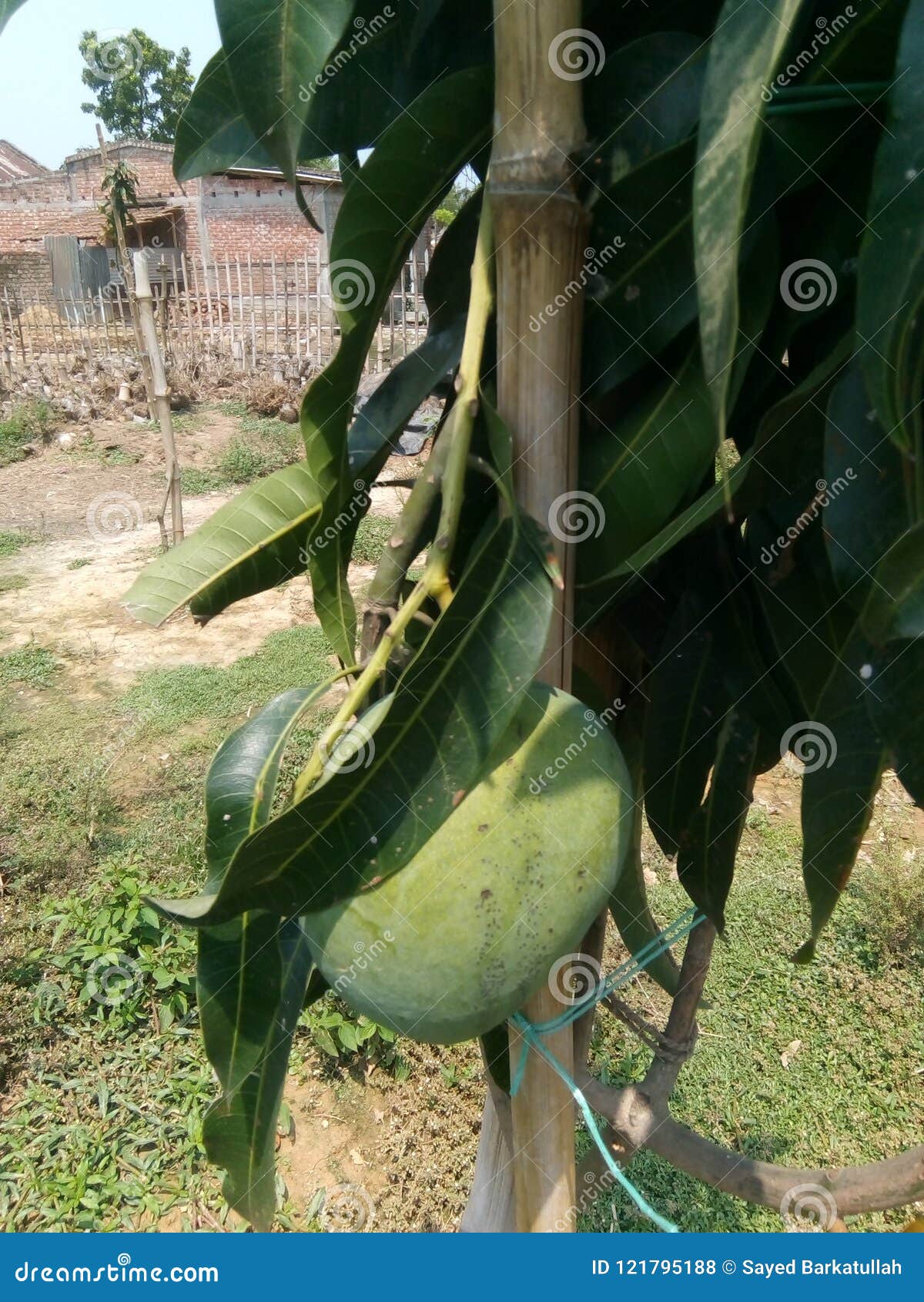 Mango tree stock photo. Image of mango, nice, beaty - 121795188