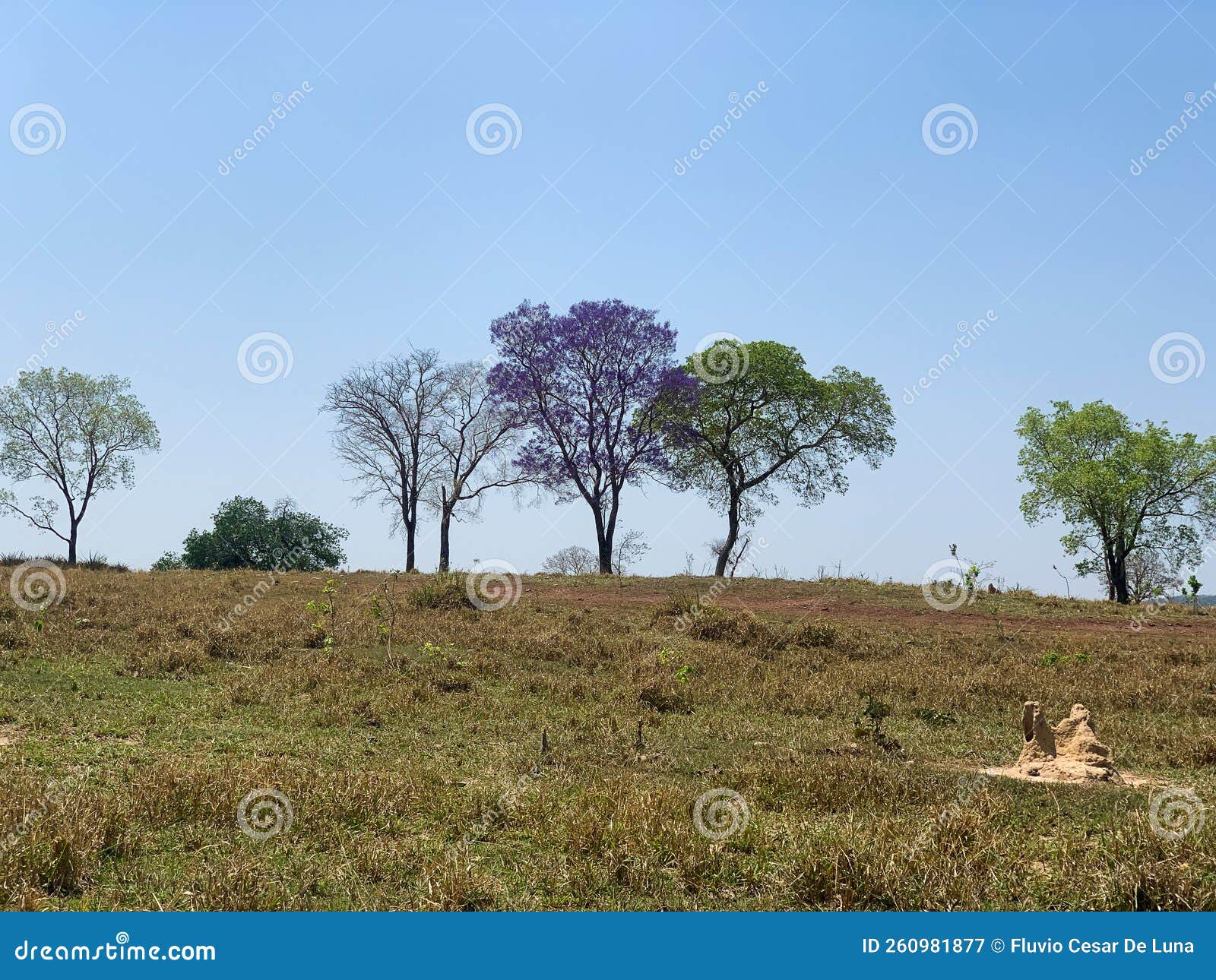 Nature is Beautiful, it always Surprises Us Stock Image - Image of wild ...