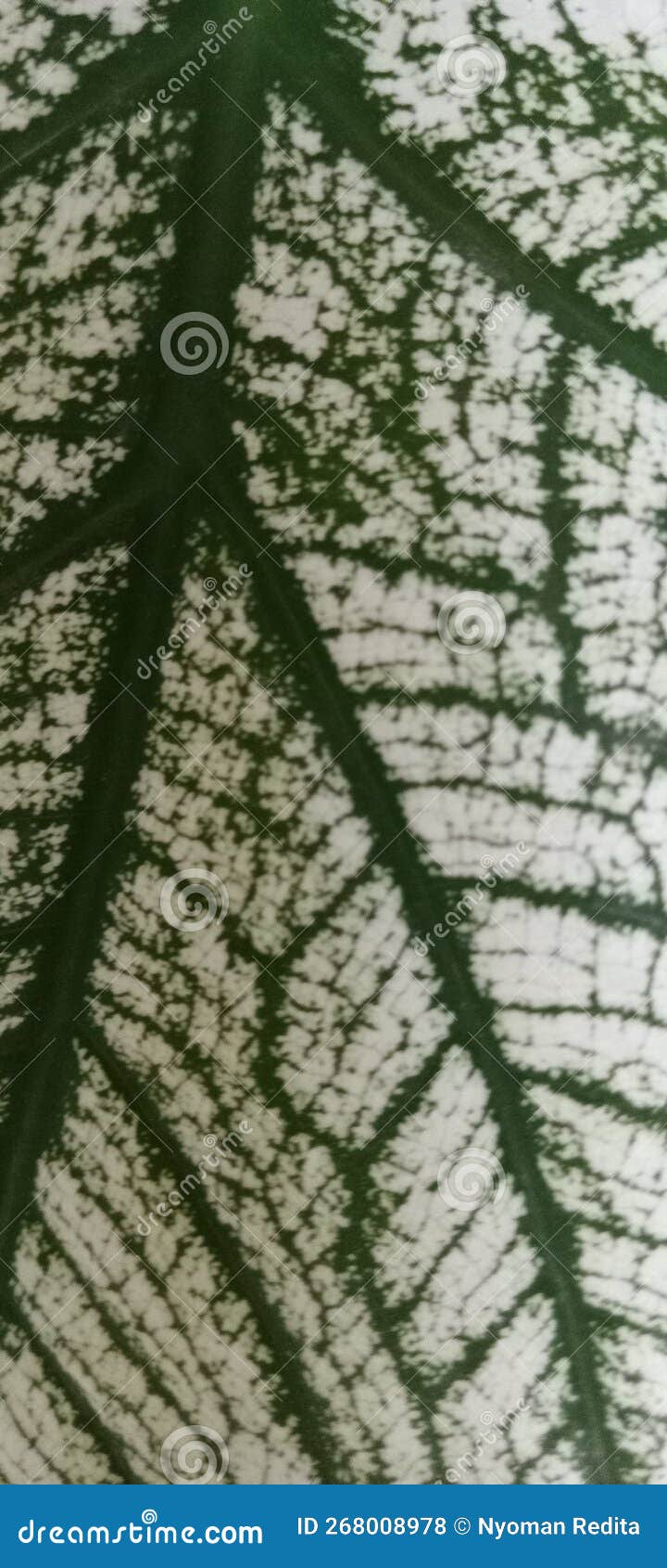 Nature and beautiful stock photo. Image of leaf, flooring - 268008978