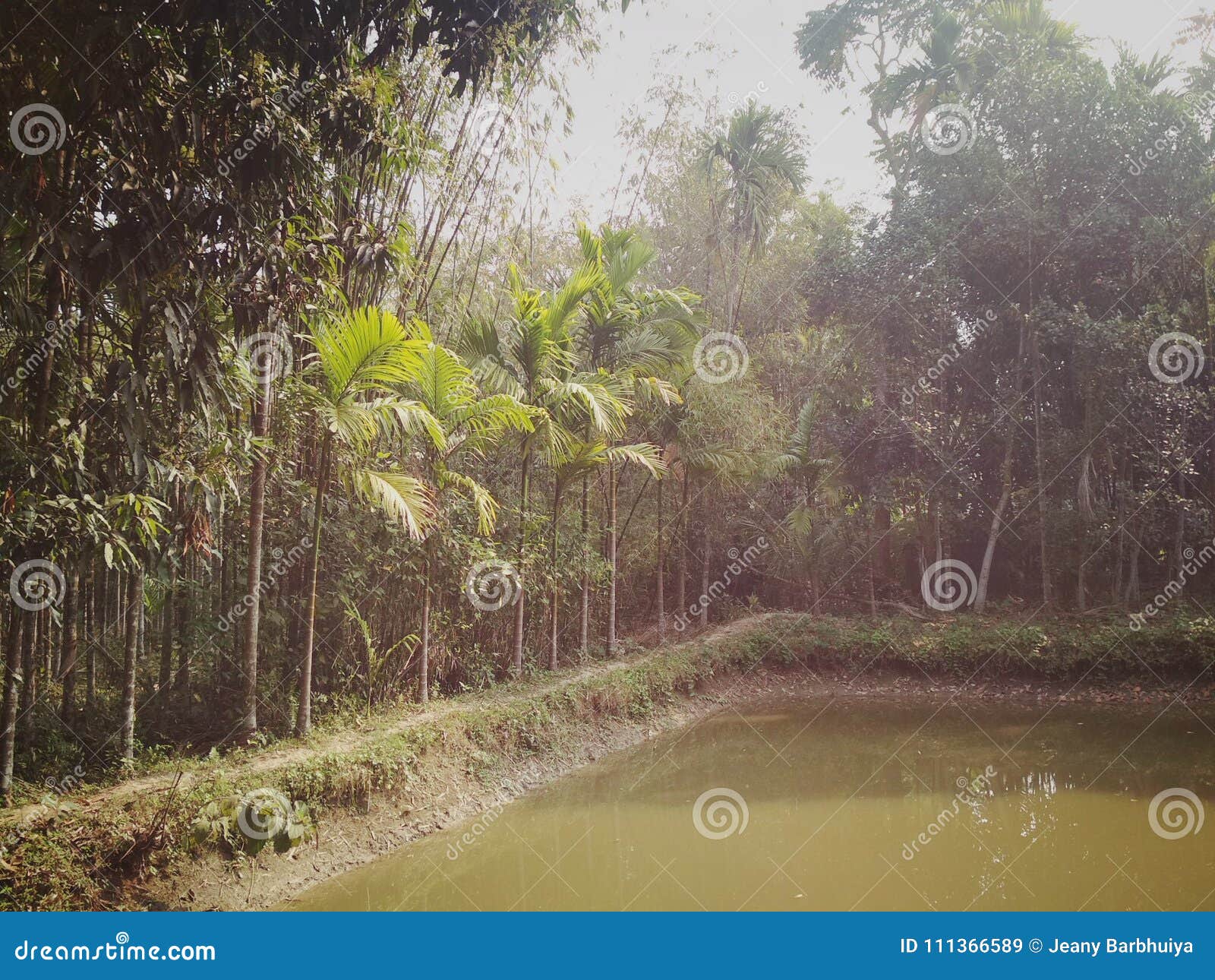 Nature stock image. Image of broadest, beautiful, nature - 111366589