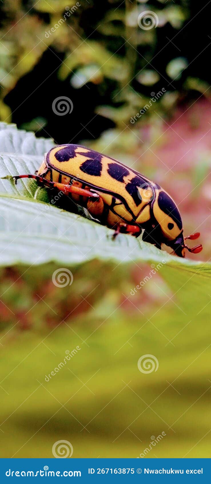 Nature is Beautiful , Bug Life Stock Image - Image of nature, animals ...