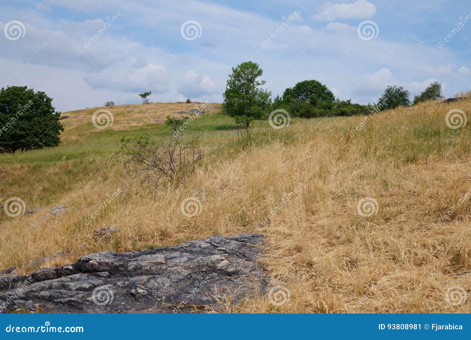 Nature stock image. Image of suitable, panorama, trees - 93808981