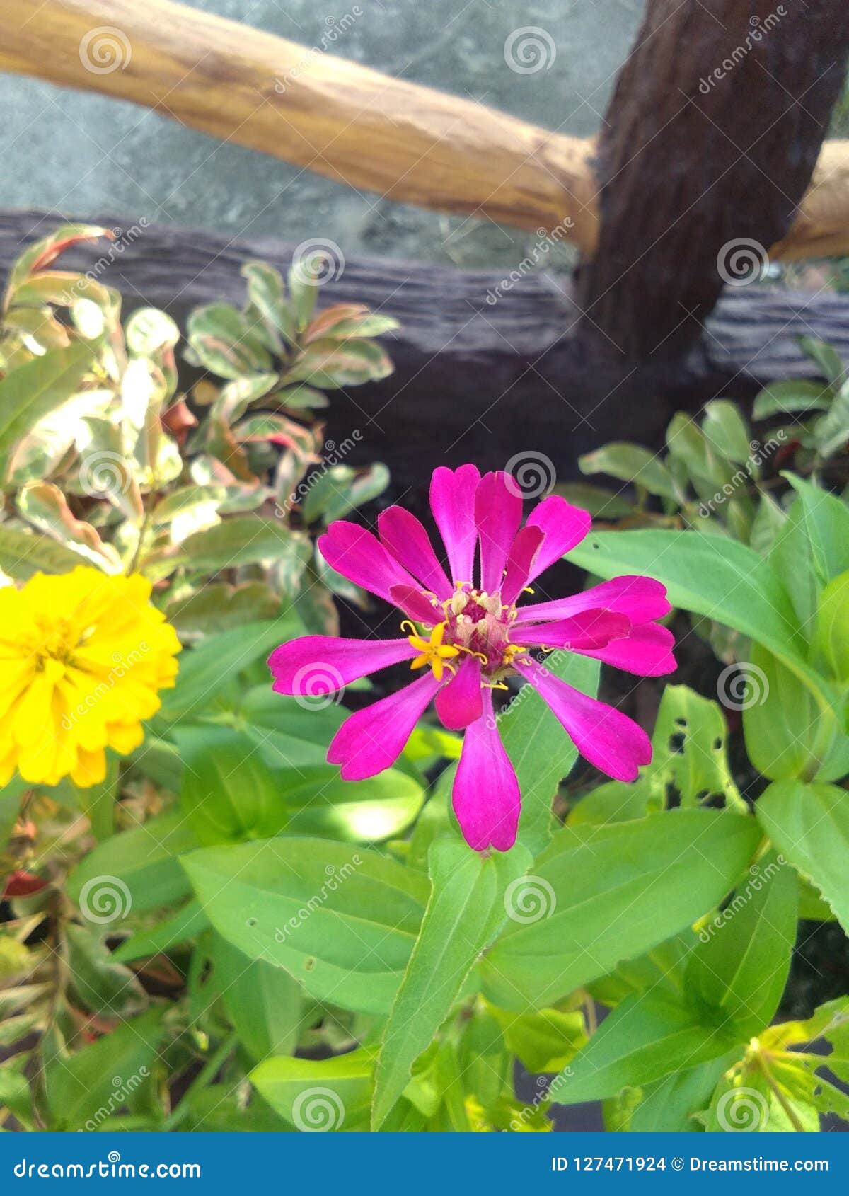 Nature stock photo. Image of fliwer, beautiful, nature - 127471924