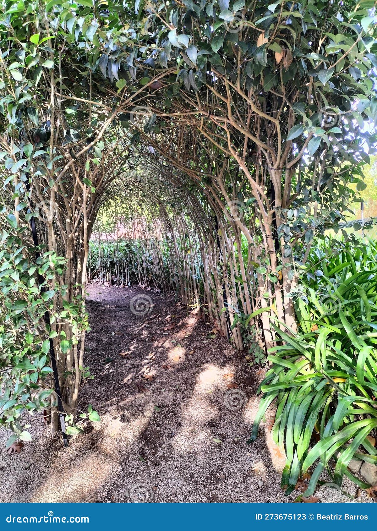 Nature Beautiful Magical Passage Stock Image - Image of nature, plants ...