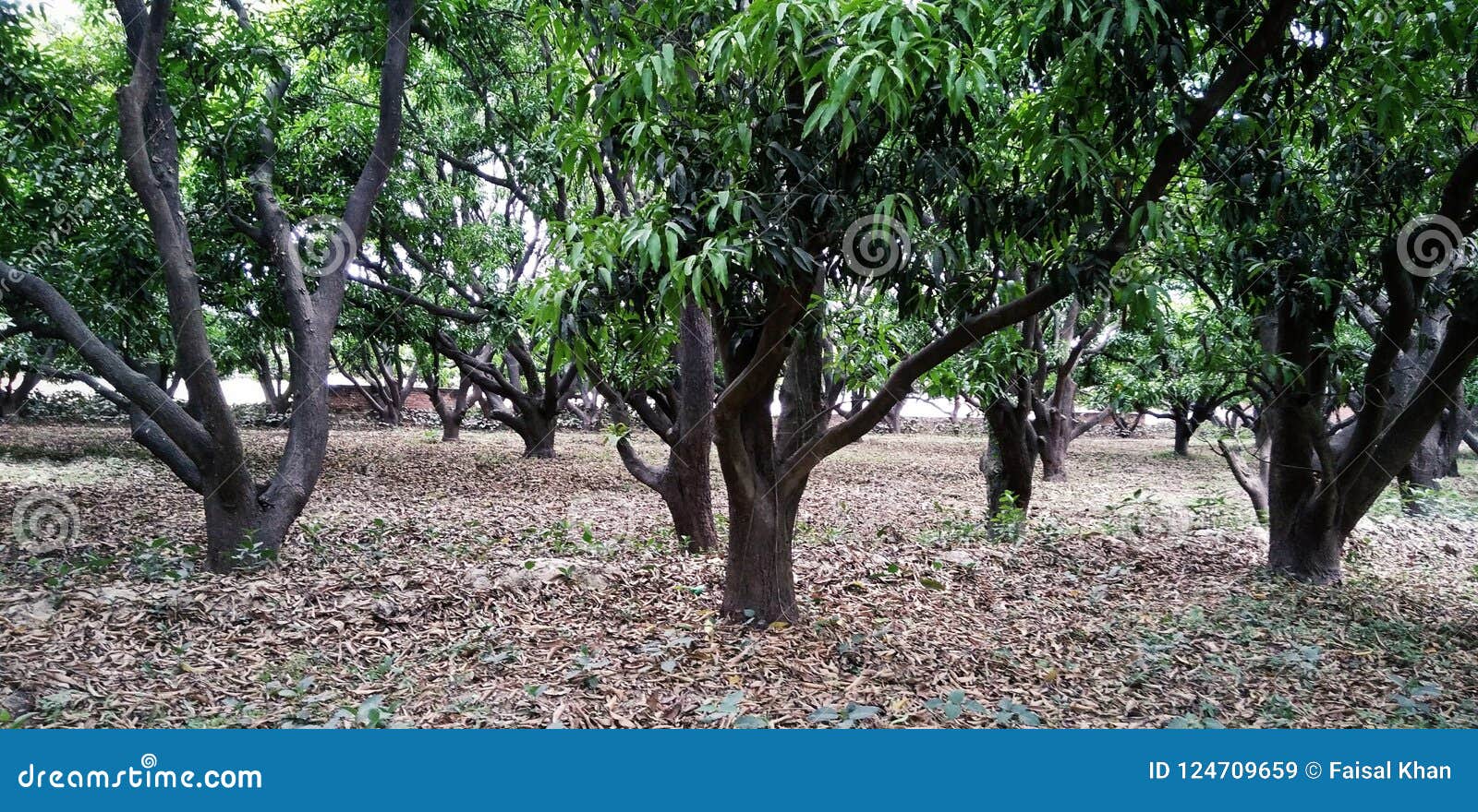 Nature stock image. Image of nature, season, mango, beautiful - 124709659