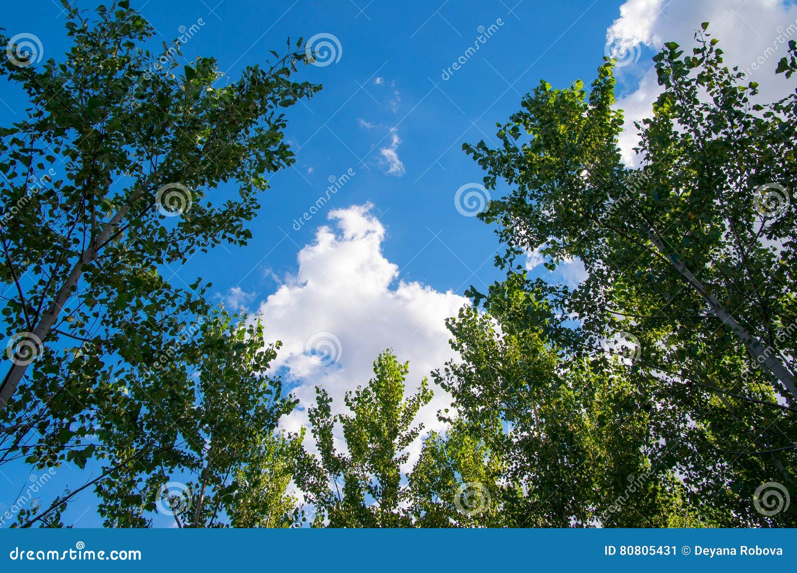 Nature. Beautiful Sky through the Trees. Stock Image - Image of park ...