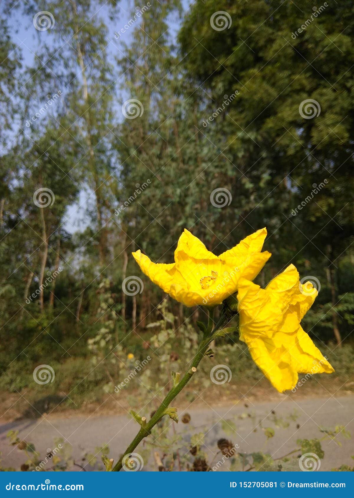 Nature love stock image. Image of beauty, flowers, love - 152705081