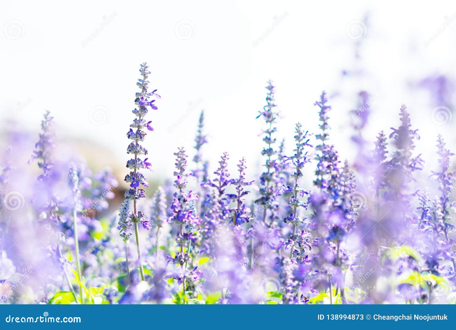 Nature and Beauty of the Blooming Lavender Fields Stock Image - Image ...