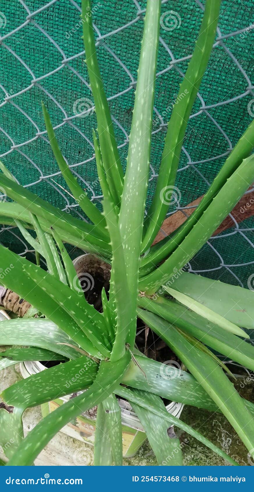 Nature Beauty with Greenary Stock Photo - Image of beauty, naturebeauty ...