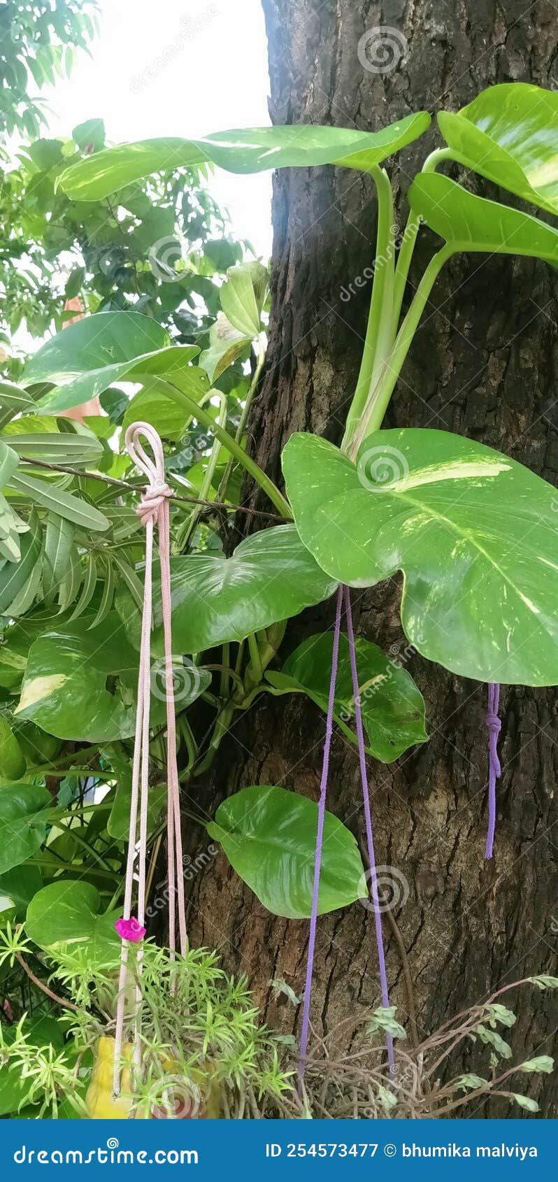 Nature Beauty with Greenary Stock Image - Image of plant, moneyplant ...