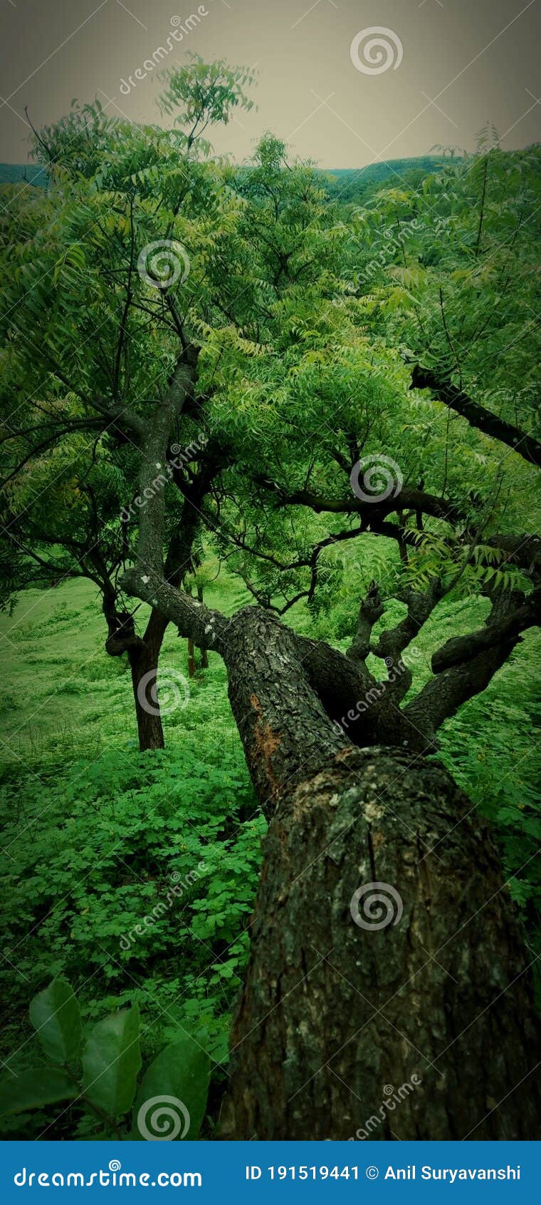 Nature Beauty With Indian Neem Tree Royalty-Free Stock Photography ...