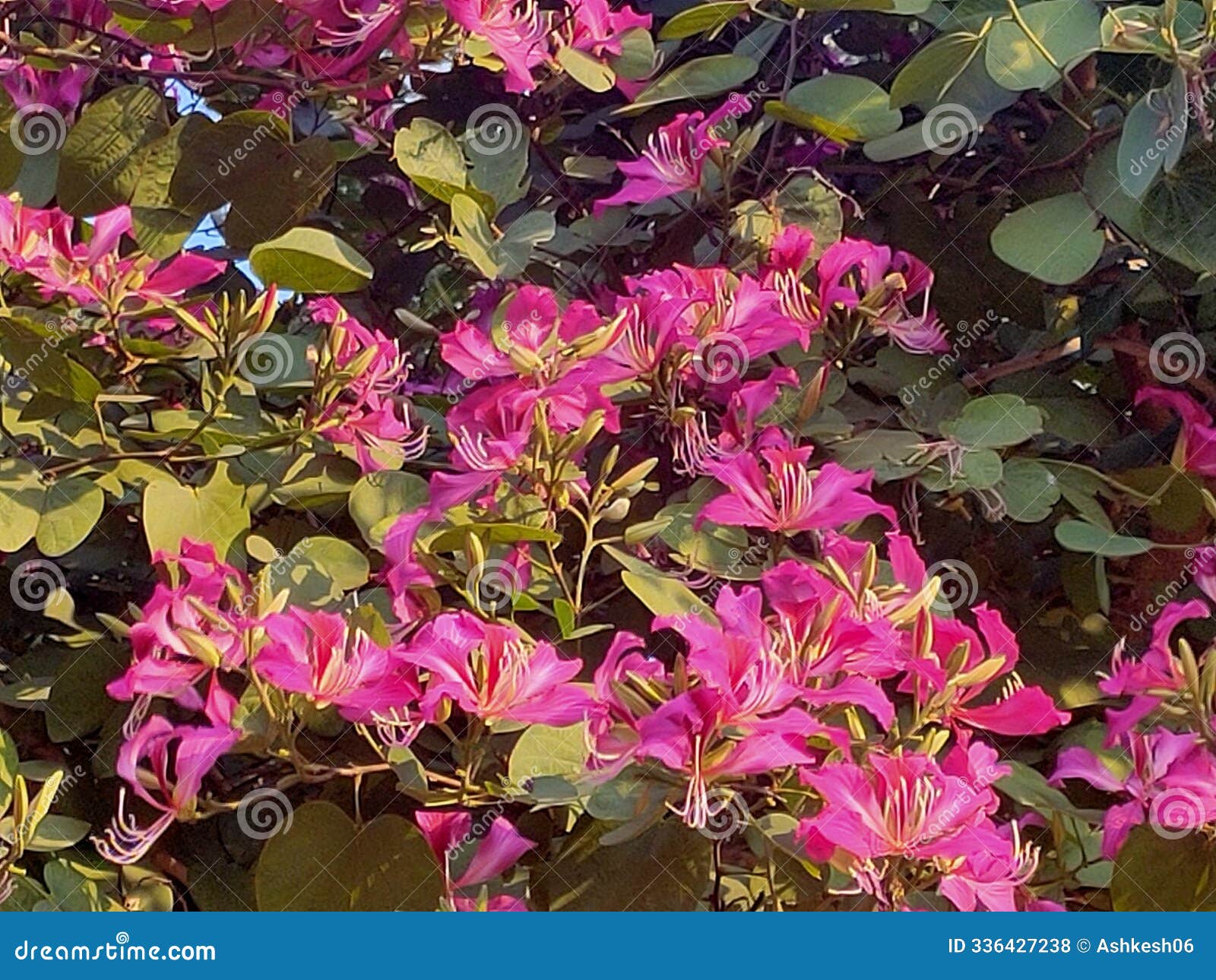 Nature Beauty Phool Sunlight Stock Photo - Image of flower, beauty ...