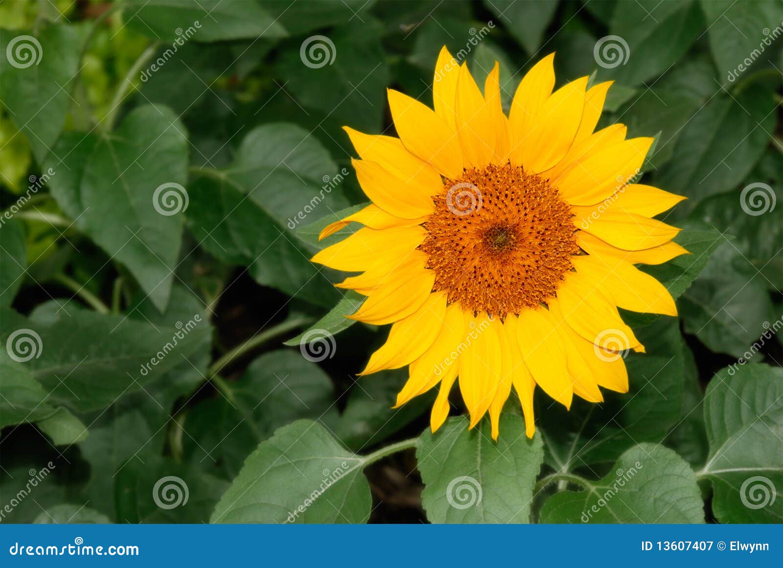 Nature Beauty of Single Sunflower Stock Image - Image of blossom, cute ...