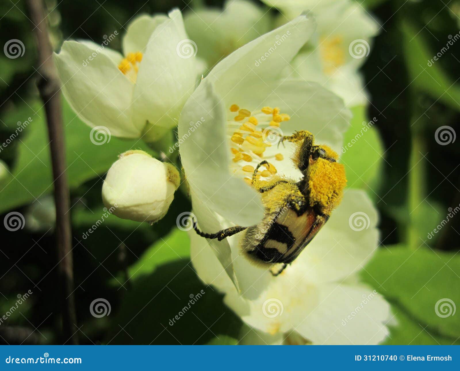 Nature Beetle in Pollen on Jasmine Flower Stock Photo - Image of ...