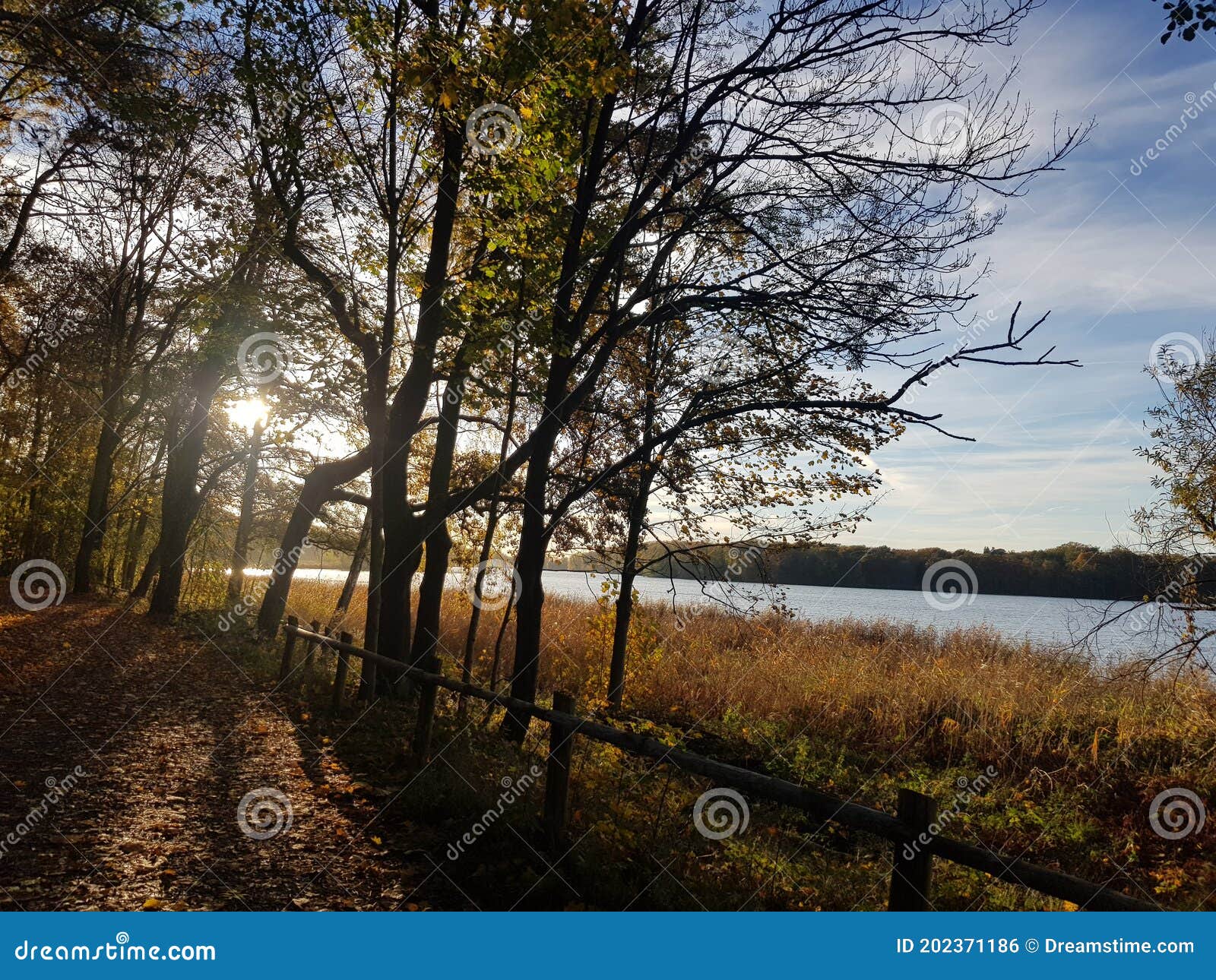 Nature in Berlin stock photo. Image of sunset, morning - 202371186